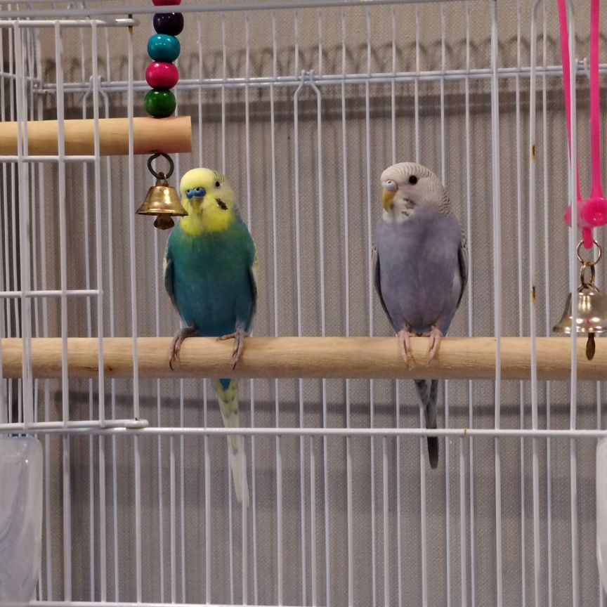 Волнистые попугаи с клеткой