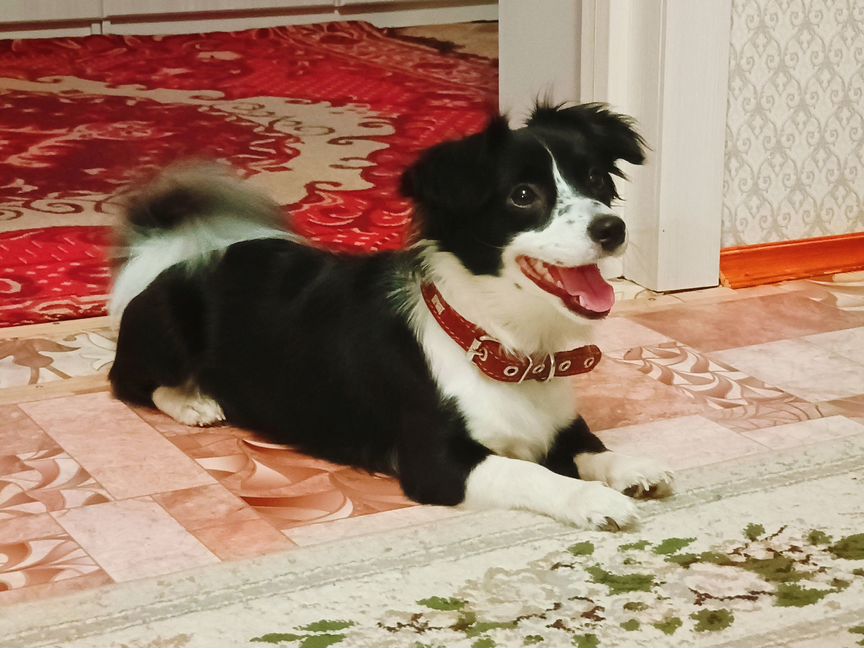 Отдам маленькую собачку в добрые руки