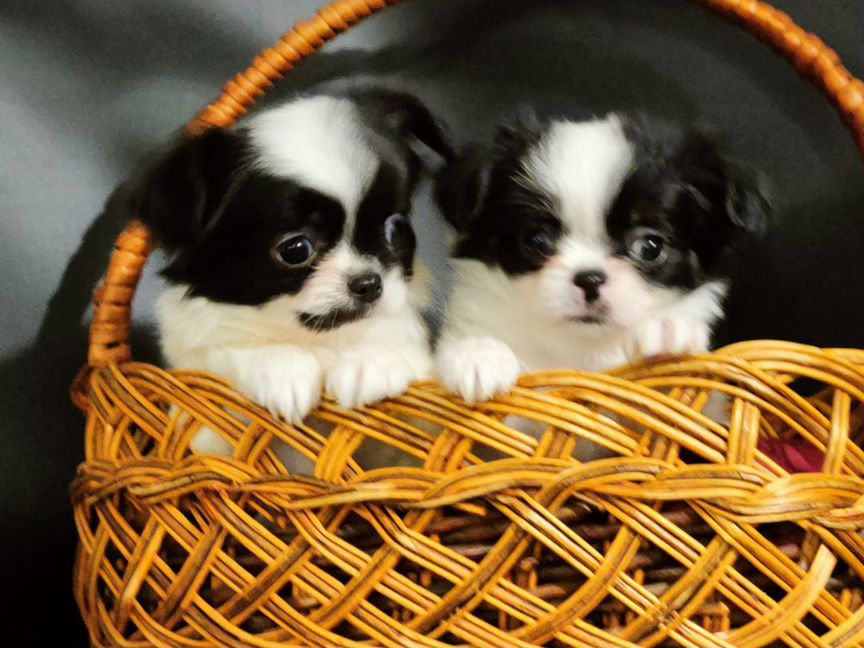 Девочки пандочки