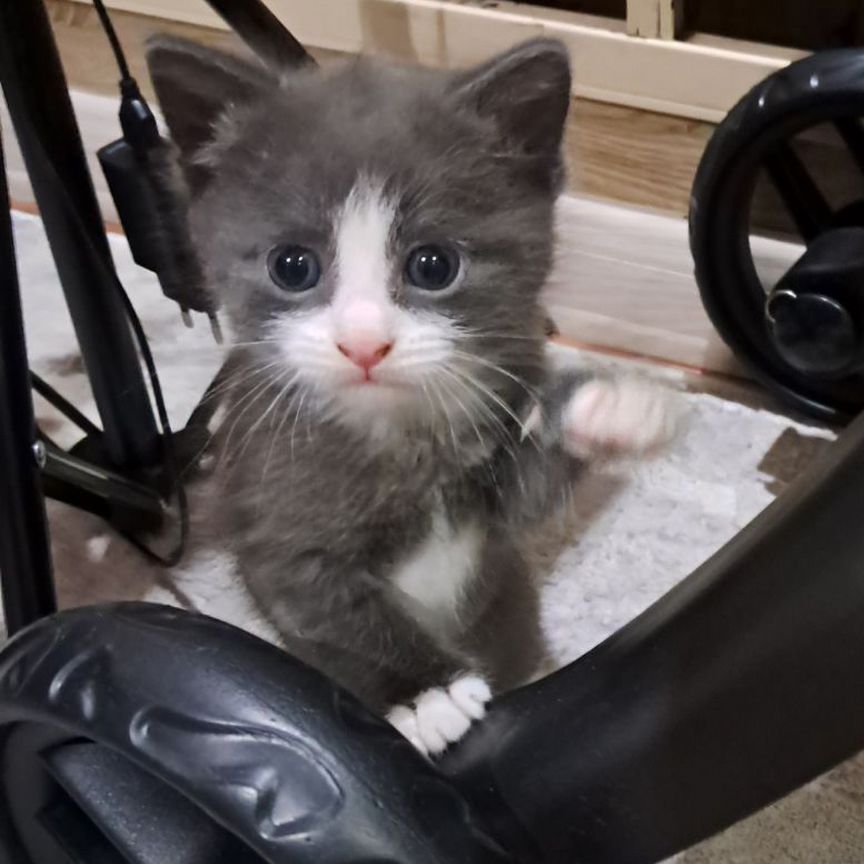 Милый котёнок 1 месяц