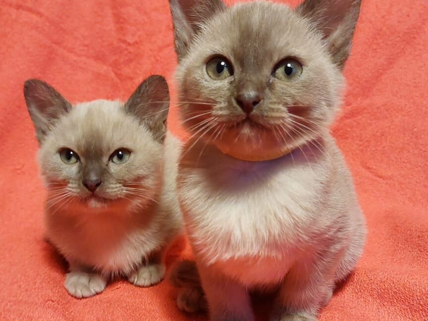 Бурманские котята
