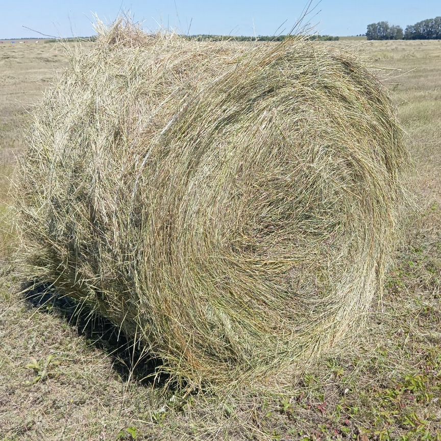 Продам сено в рулонах
