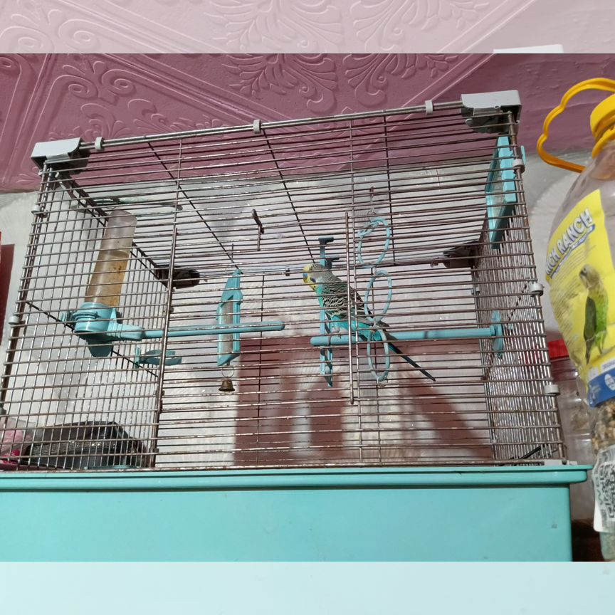 Волнистый попугай