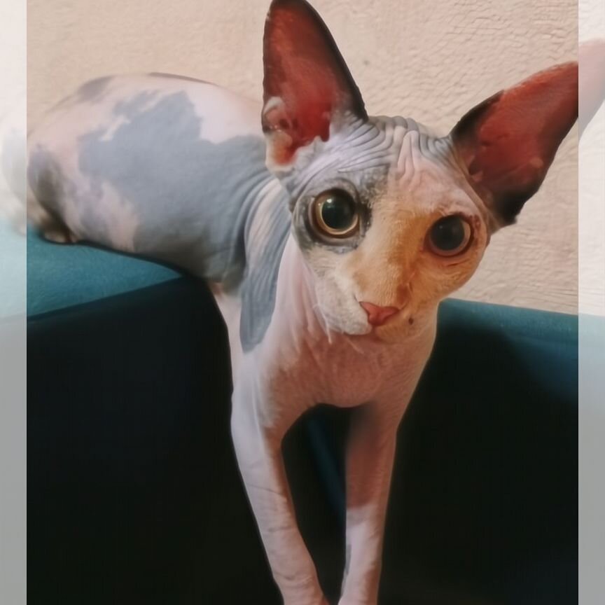 Канадский сфинкс, взрослая кошка