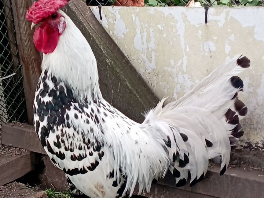 Гамбургский (Сибрайт) петух