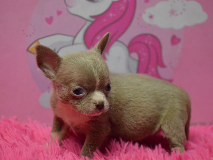 Лиловая принцесса