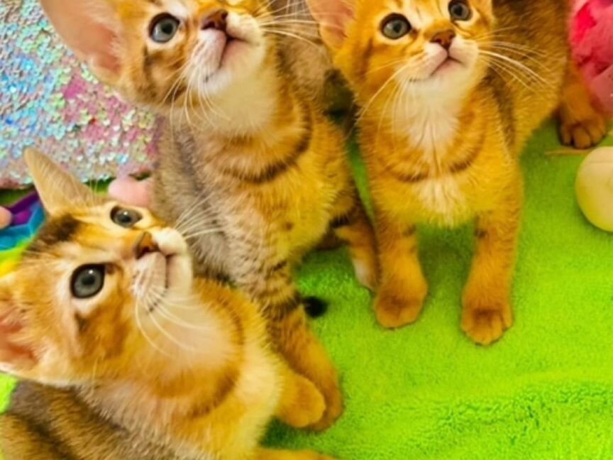 Котята