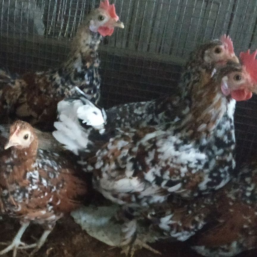 Петушки ситцевой бентамки