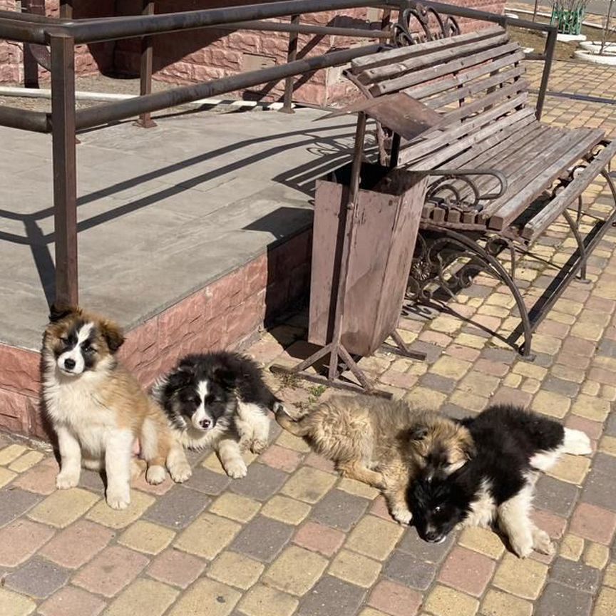 Щенки дворовой породы