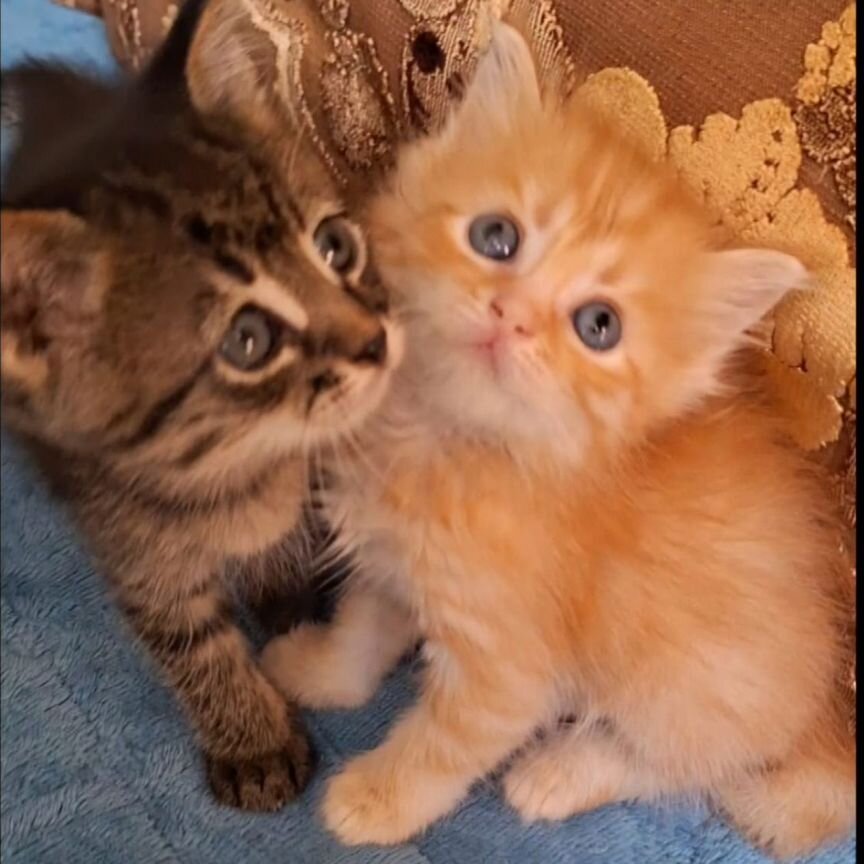 Котята - сироты. Мама - кошка погибла