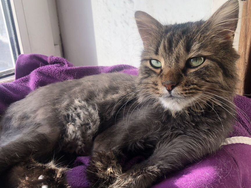 Ласковый кот Кеша в поисках дома