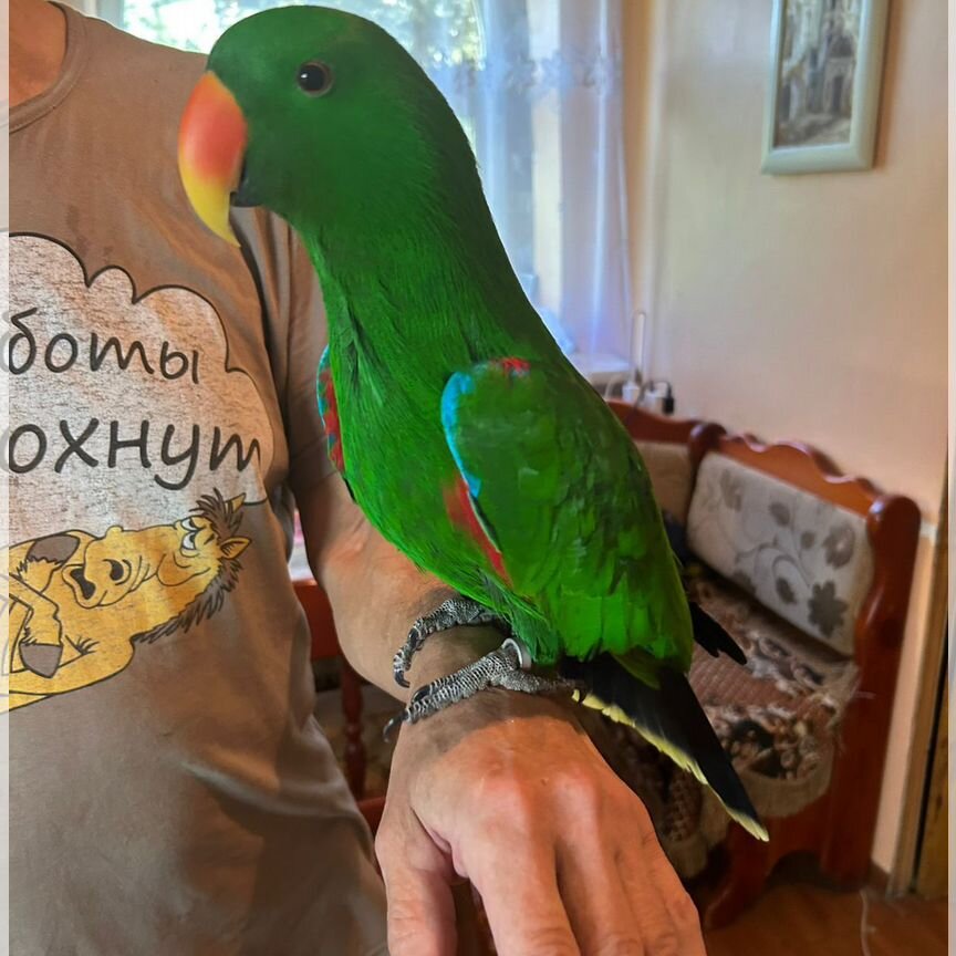 Благородный попугай