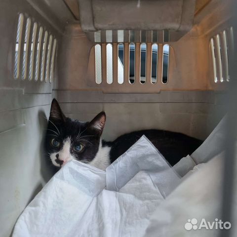Котенок в самые добрые руки