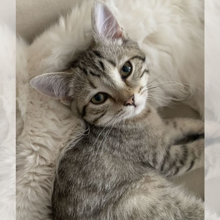 Шотландский прямоухий короткошёрстный котёнок