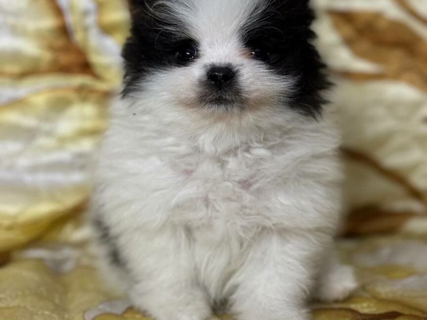 Шпицульки -красотульки