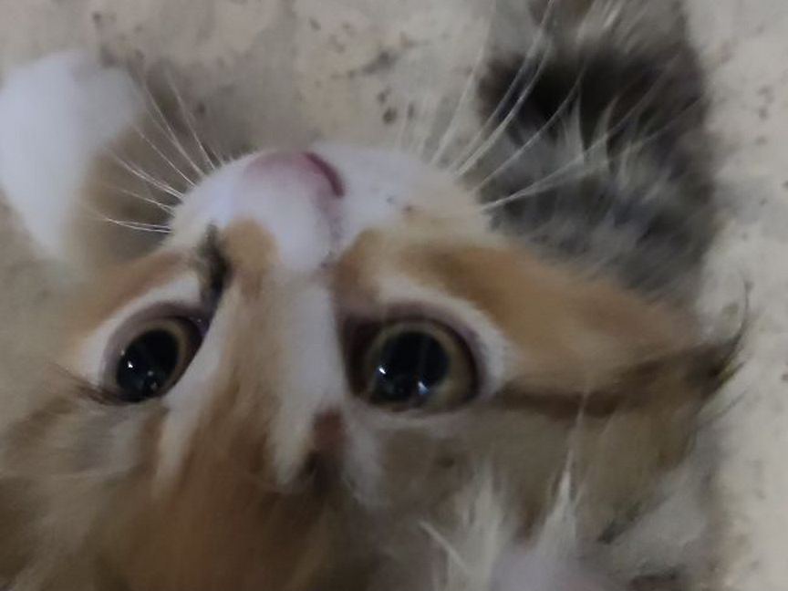 Котëнки