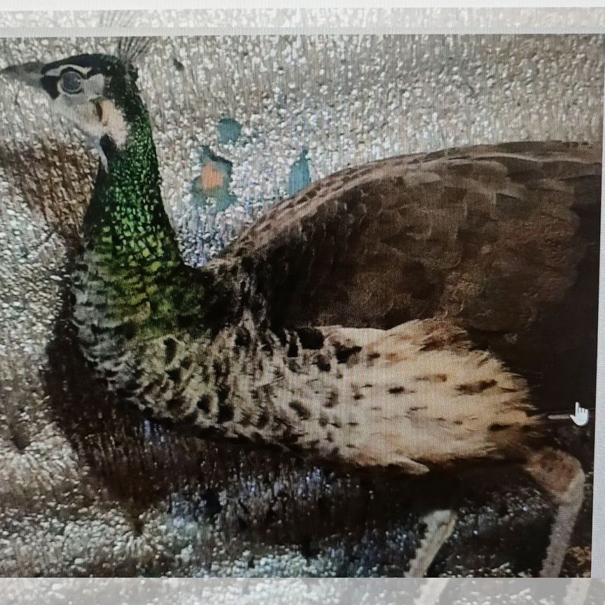 Павлин 8 месяцев