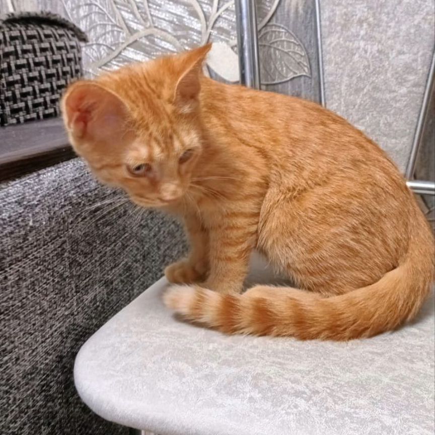 Котёнок Патрик