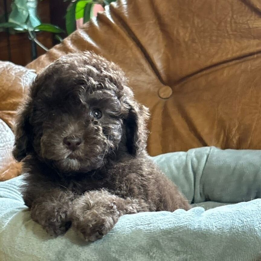 Той-пудель, щенок