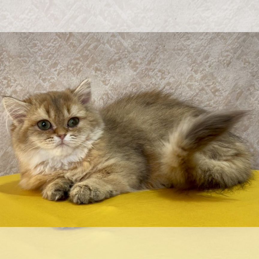 Шотландские котята, девочка