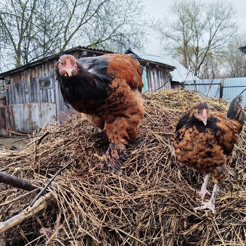 Петухи на племя