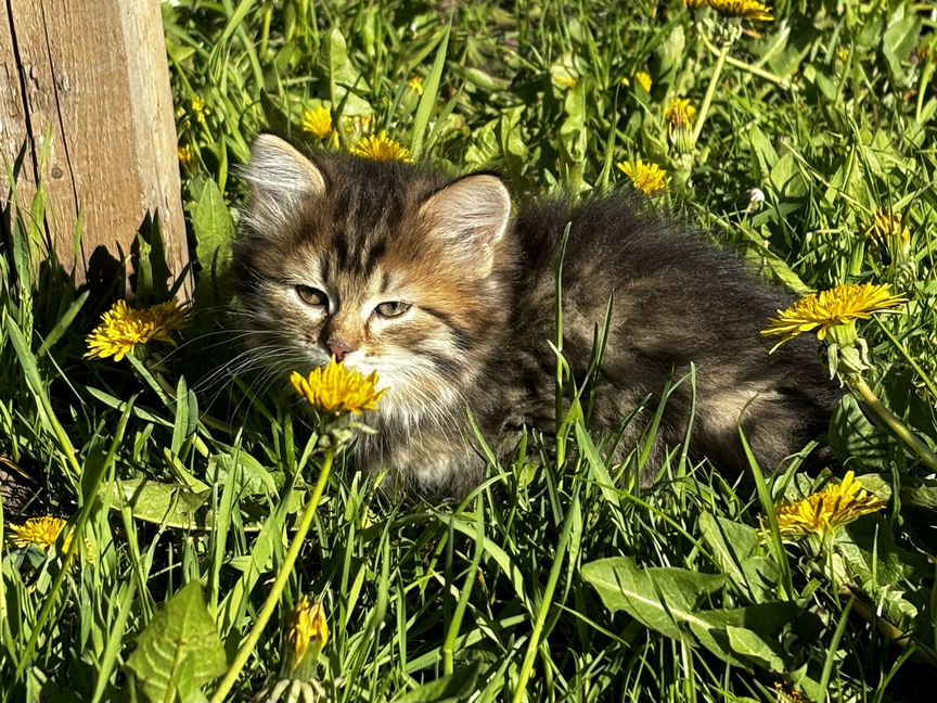 Кошки в добрые руки бесплатно
