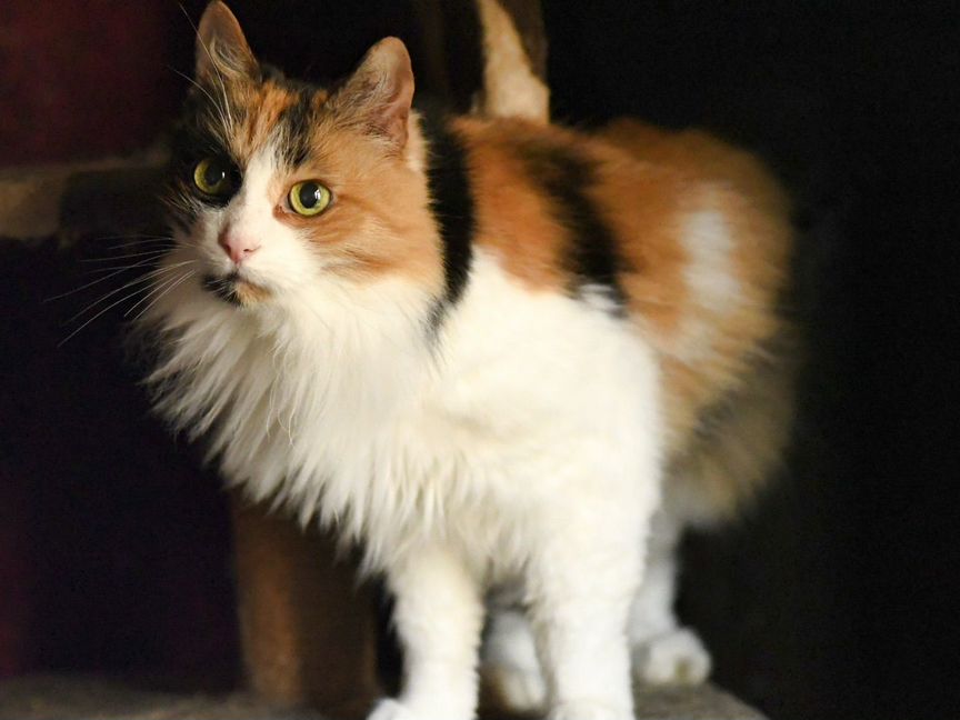 Дрмашнюю кошку выкинули на улицу алкоголики