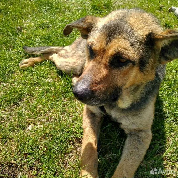 Овчарка Бэлла