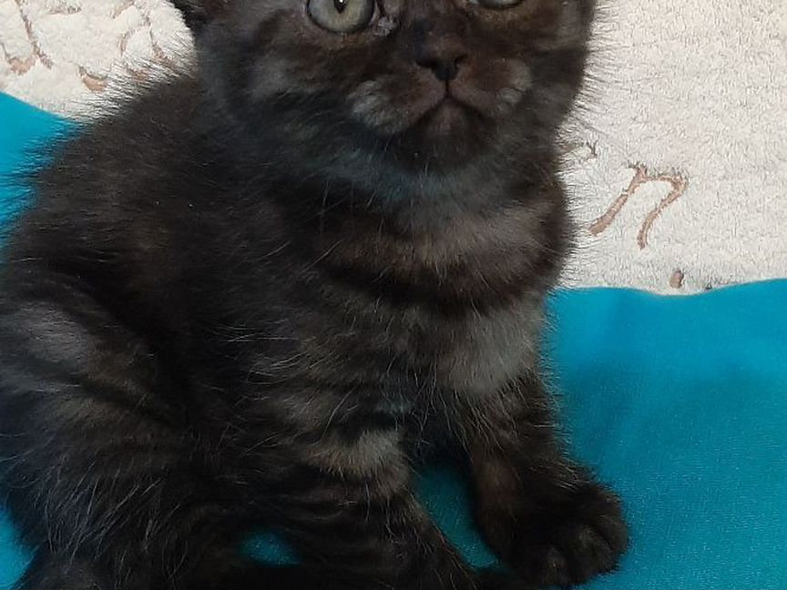 Шотландская вислоухая котёнок