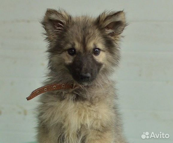 Милая щенулька Ириска