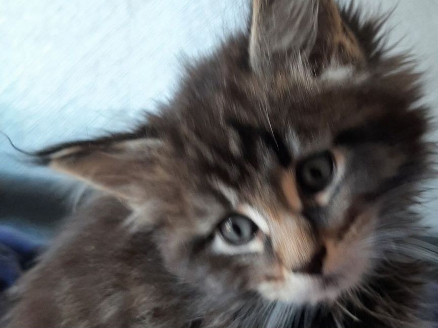 Котята мейн-кун