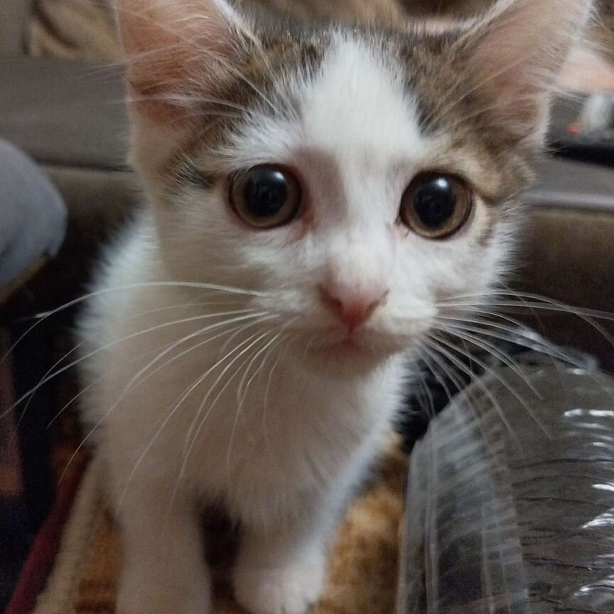 Котёнок мальчик