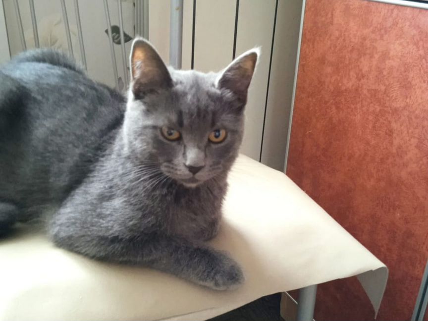 Очаровательный котик