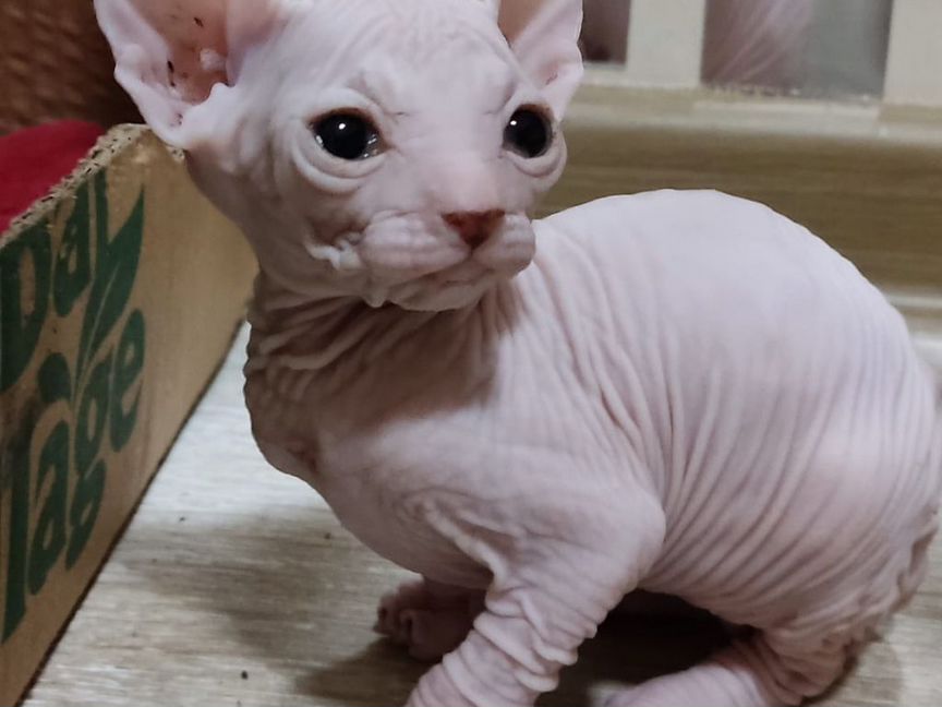 Канадский сфинкс