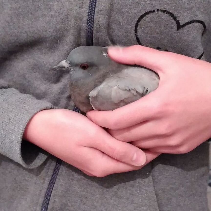 Голубь