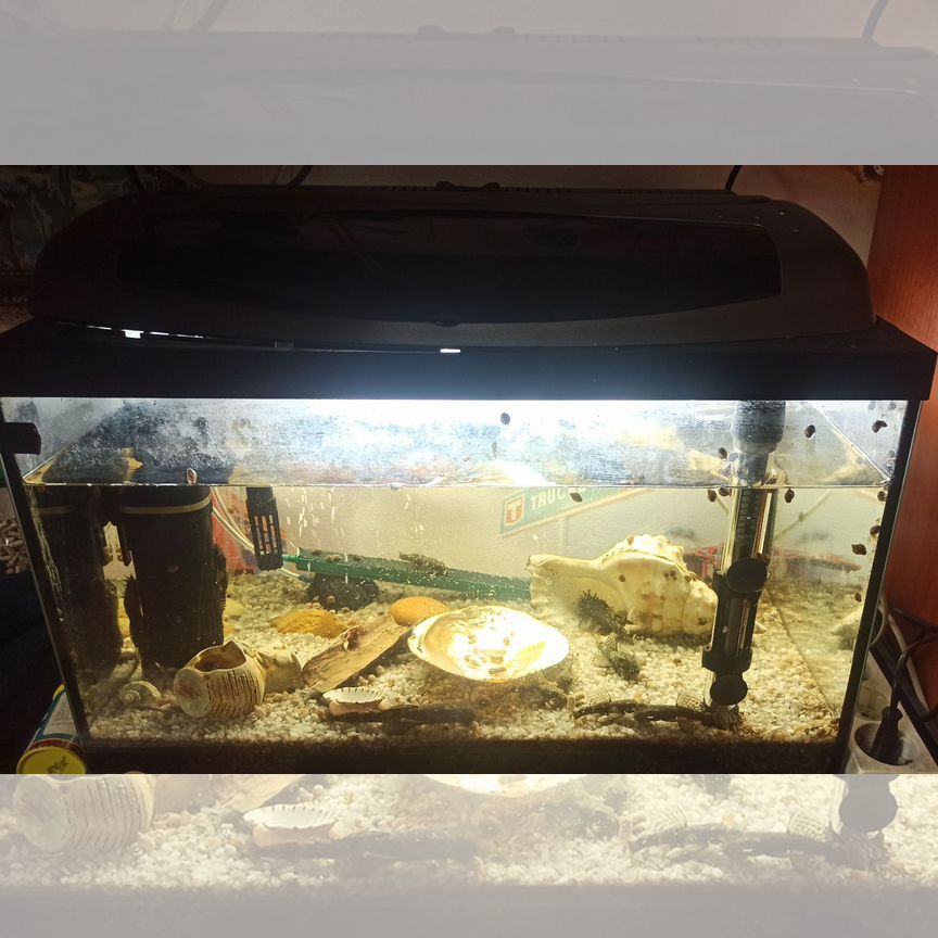 Аквариум с рыбками