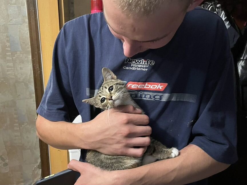 Отдам котенка в добрые руки