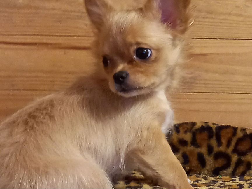 Чихуахуа девочка Мануэлла (Маня)