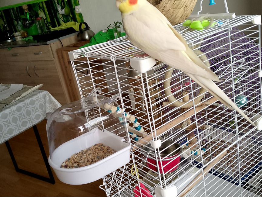 Потерялся попугай в Кудрово Европейский пр18