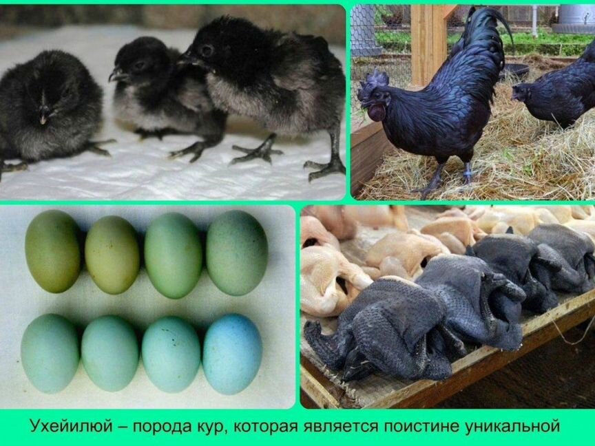 Куры ухейилюй