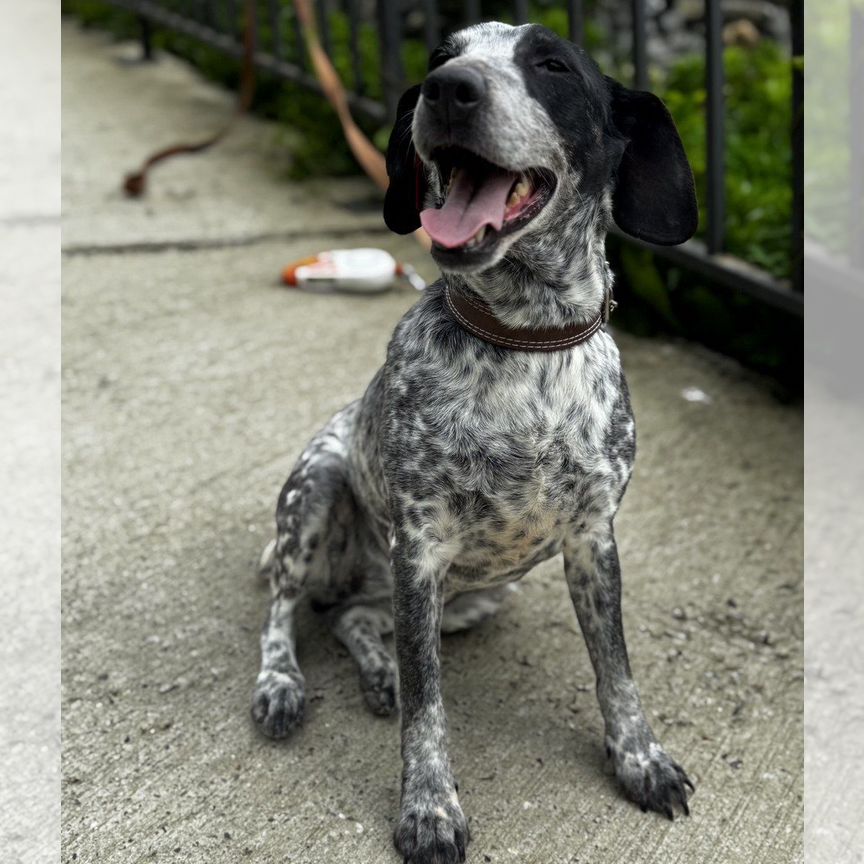 Голландский спаниель, взрослая собака