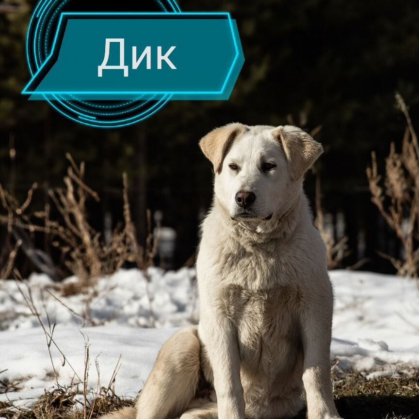 Собака в добрые руки