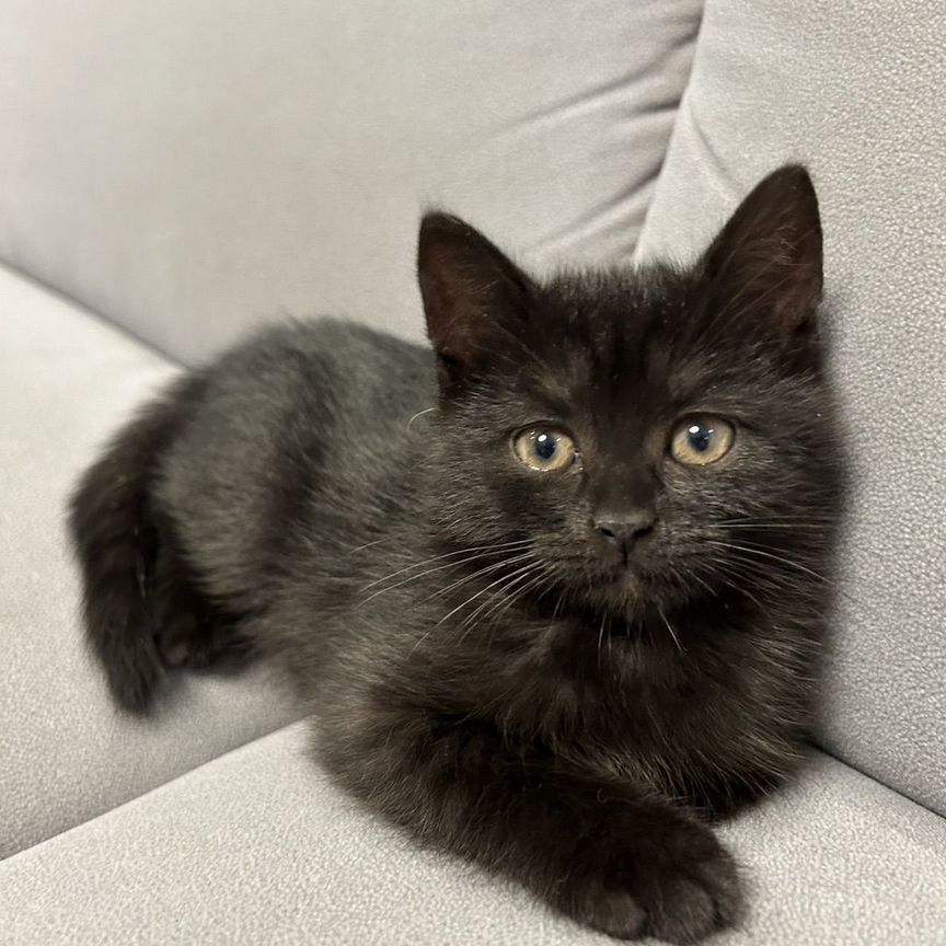 Котенок девочка