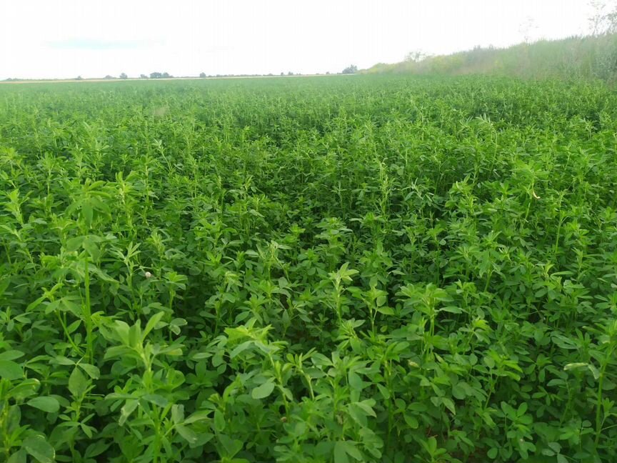 Сено люцерны в тюках 4-й, 3-й, 2-й укос