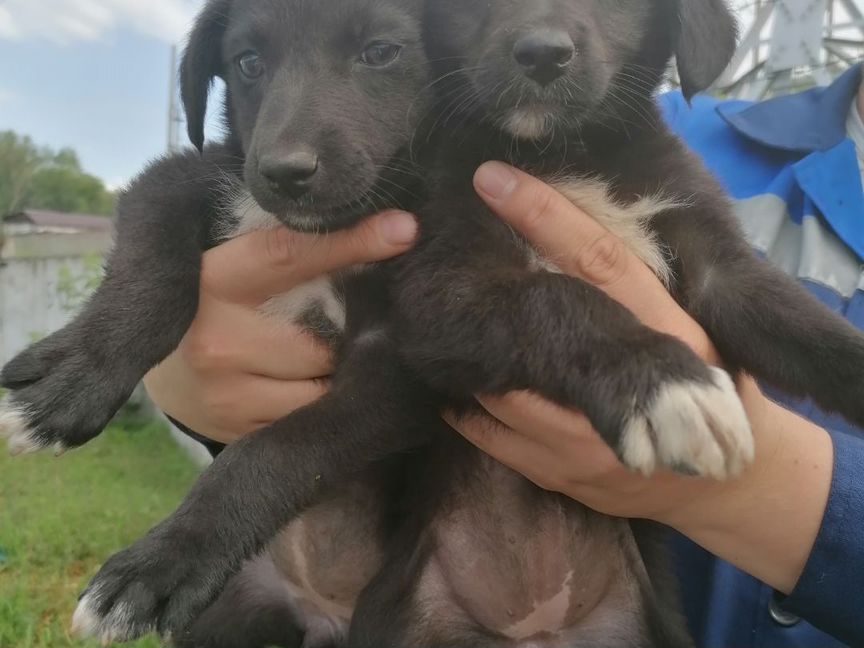 Щенок в добрые руки