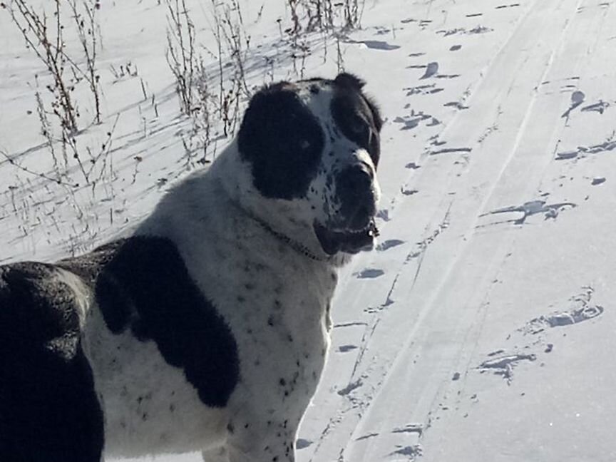 Среднеазиатская овчарка алабай