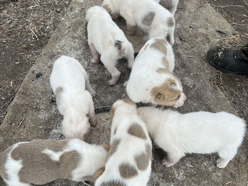 Среднеазиатская овчарка