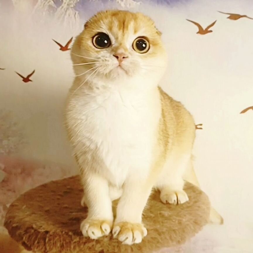 Шотландский вислоухий короткошёрстный котёнок