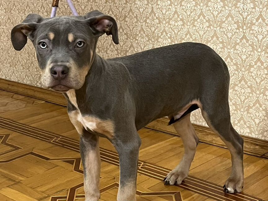 Голубой триколор прайтер