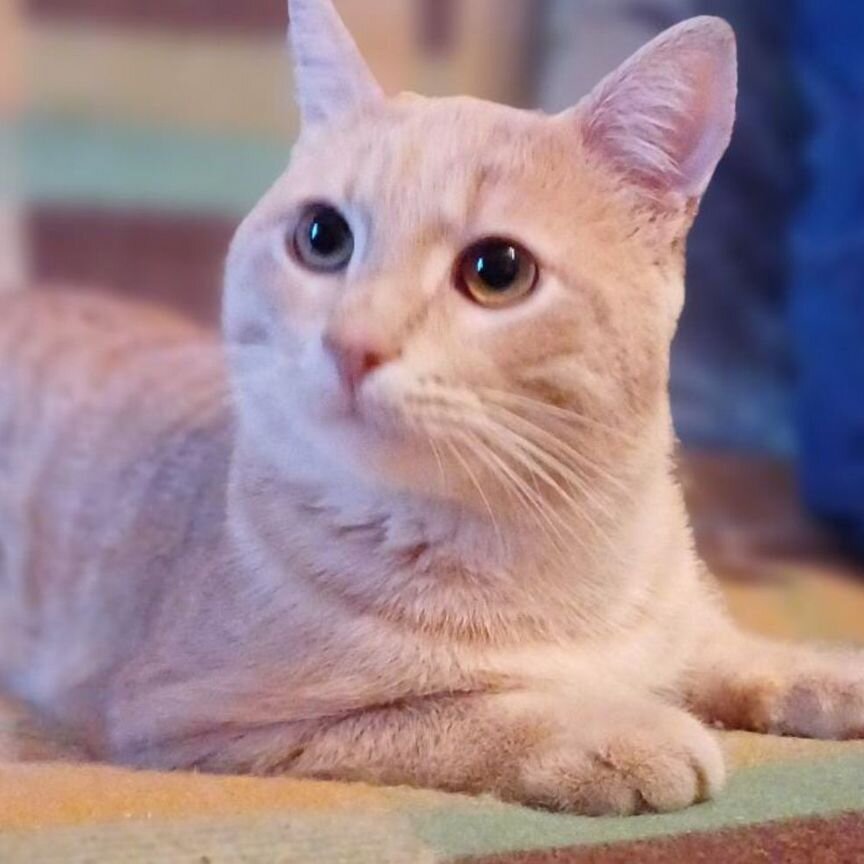 Котик